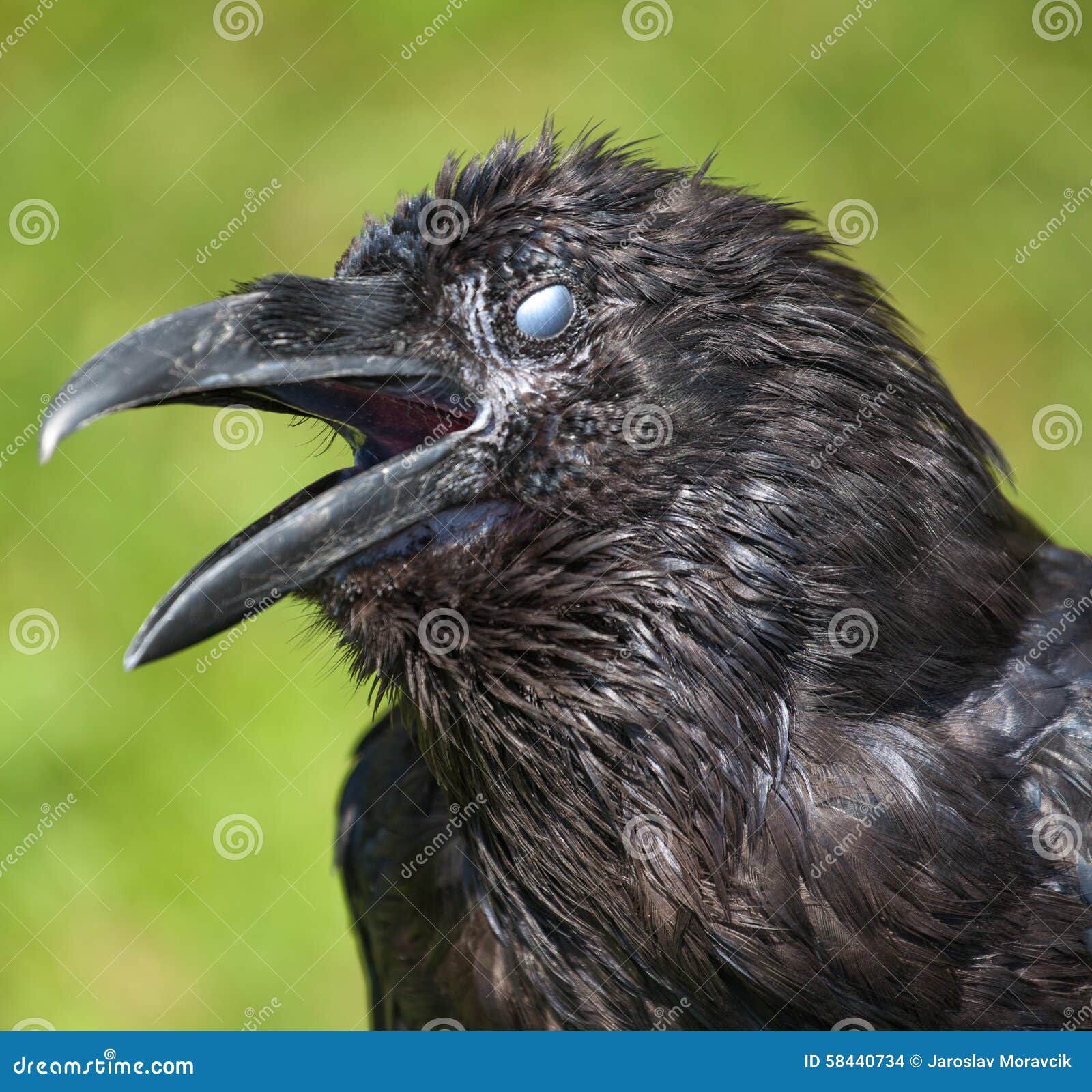 Raven stock photo. Image of vysoke, slovakia, animal - 58440734
