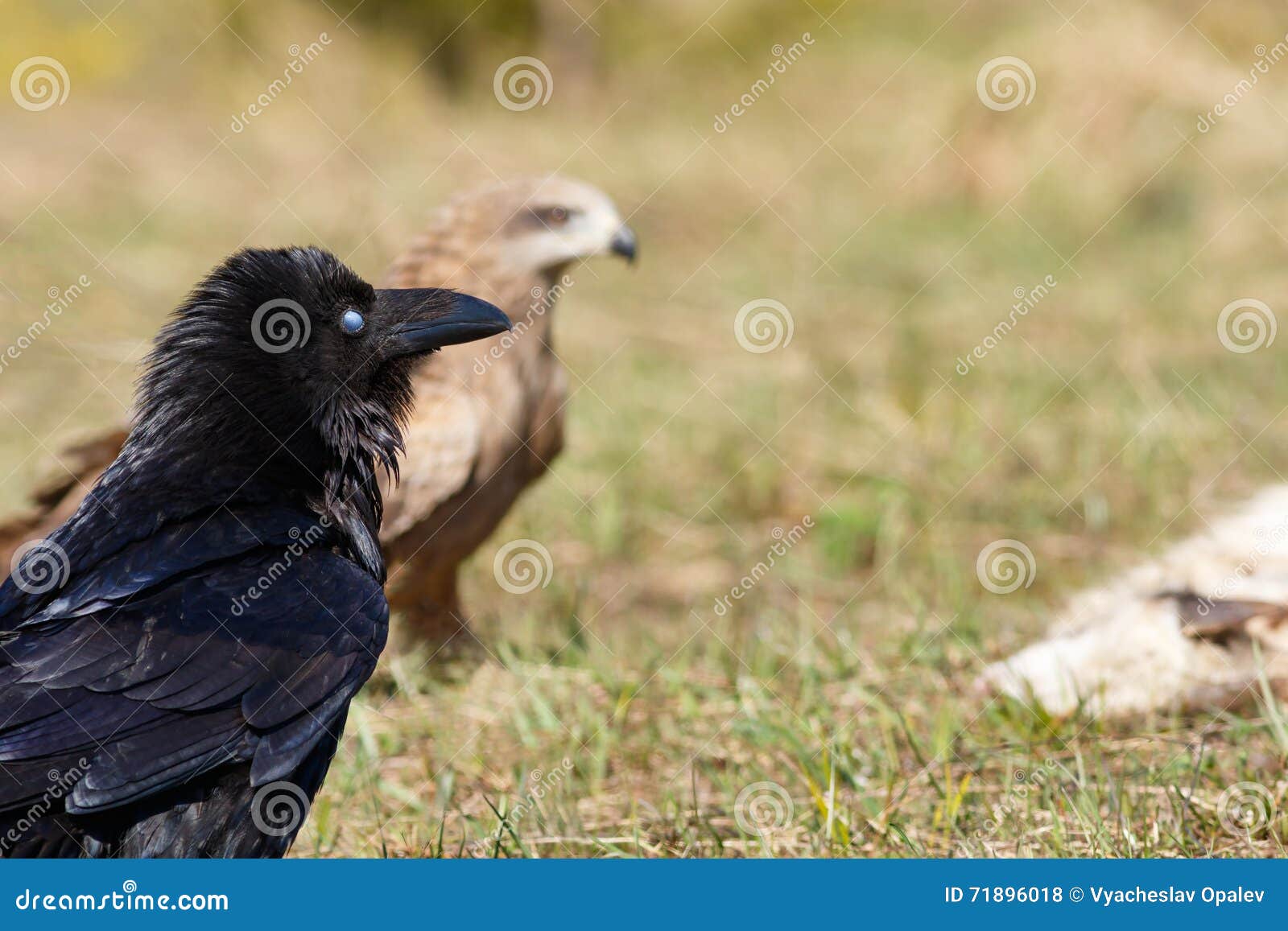 Raven and Black Kite stock photo. Image of corvus, field - 71896018