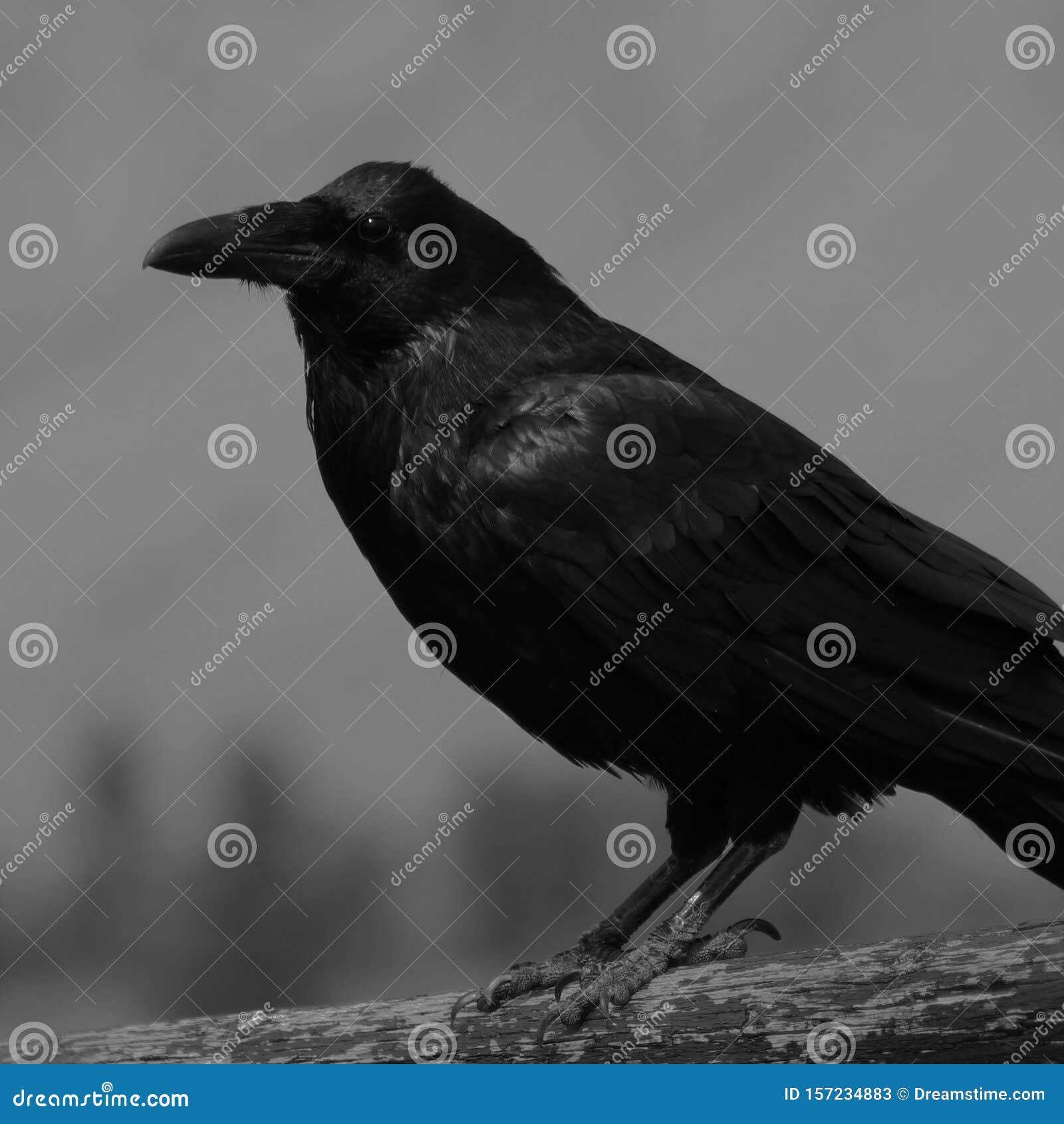 Raven blanco y negro imagen de archivo. Imagen de ojos - 157234883