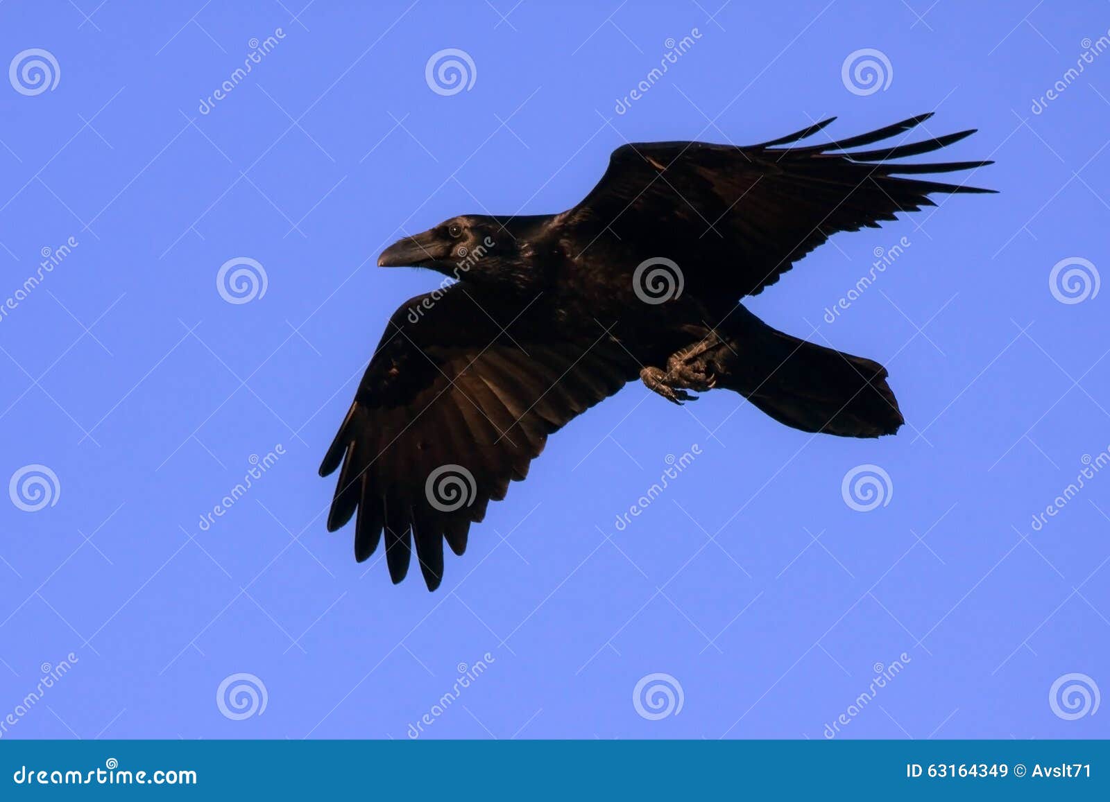 Raven on the blue sky stock image. Image of plumage, clamorous - 63164349