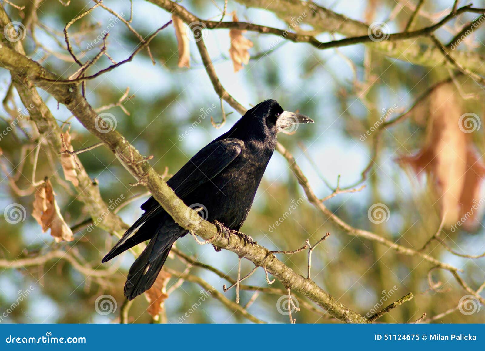 Raven on a branch stock image. Image of leaf, green, wood - 51124675