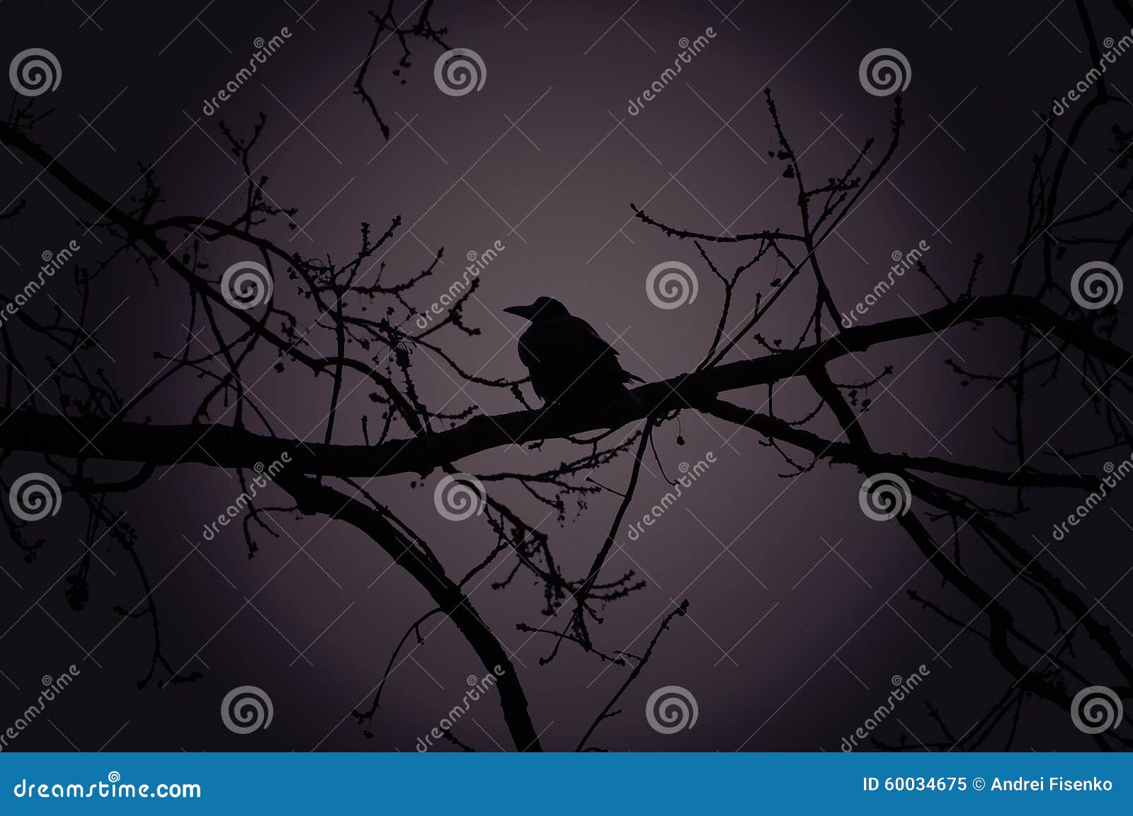 Raven on a Branch at Night in Forest Stock Image - Image of crow, moon ...