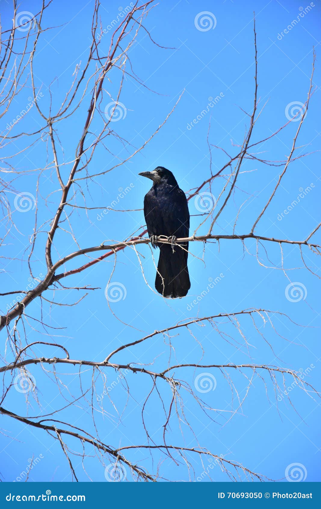 A raven on a branch stock photo. Image of sitting, graphics - 70693050