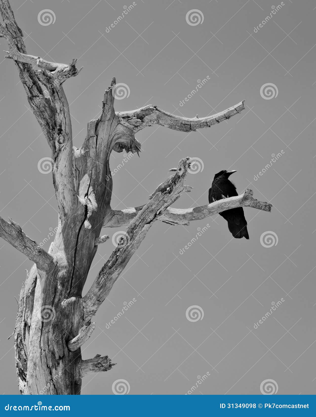 Raven on Branch stock photo. Image of nevermore, grain - 31349098
