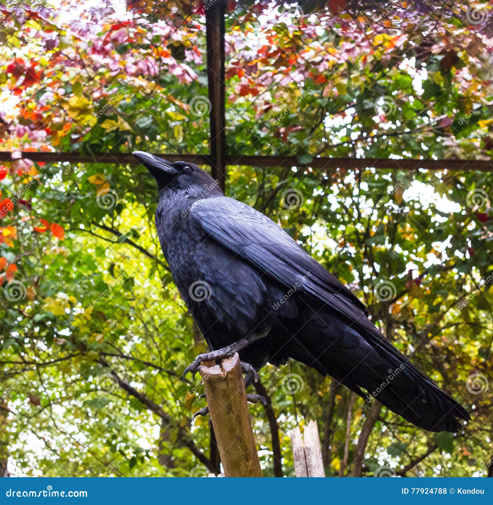 Raven on a branch stock photo. Image of people, birdwatching - 77924788