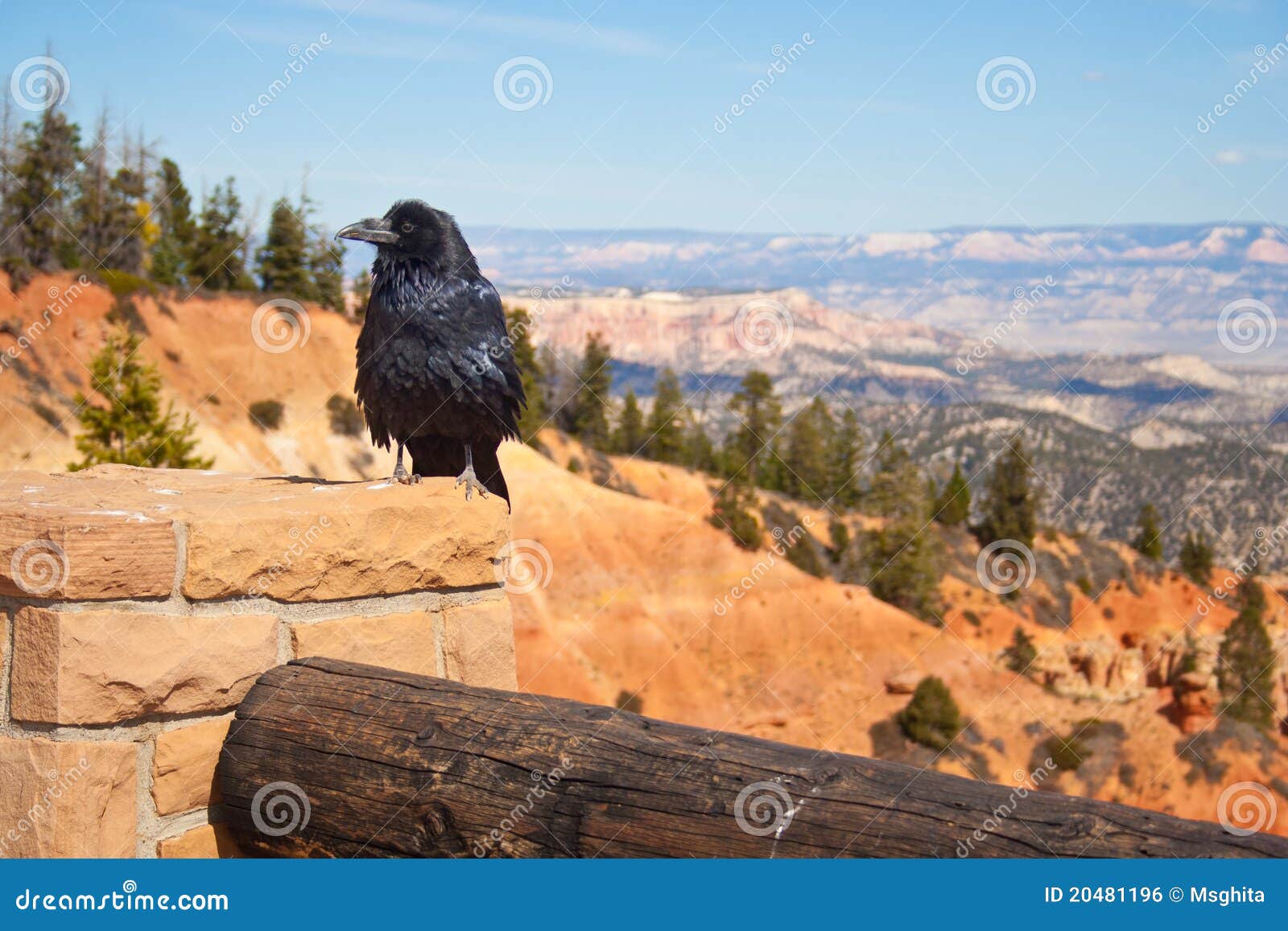 Raven at Bryce Canyon stock photo. Image of geology, mountain - 20481196
