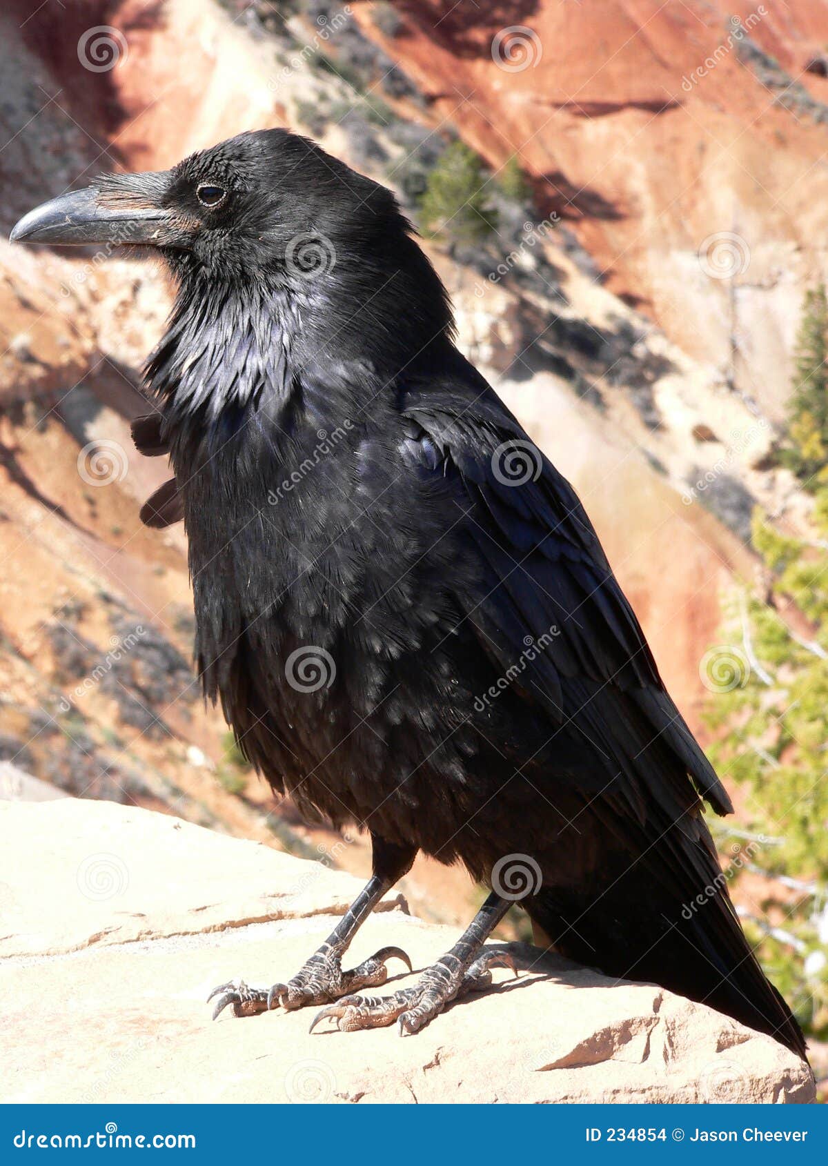 Raven at Bryce Canyon stock photo. Image of fearless, national - 234854