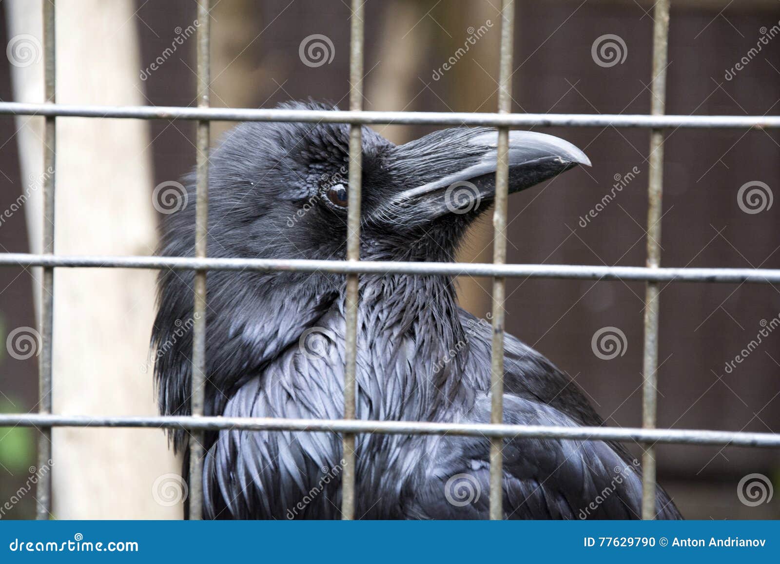 Raven in a cage. stock photo. Image of symbol, imprisonment - 77629790