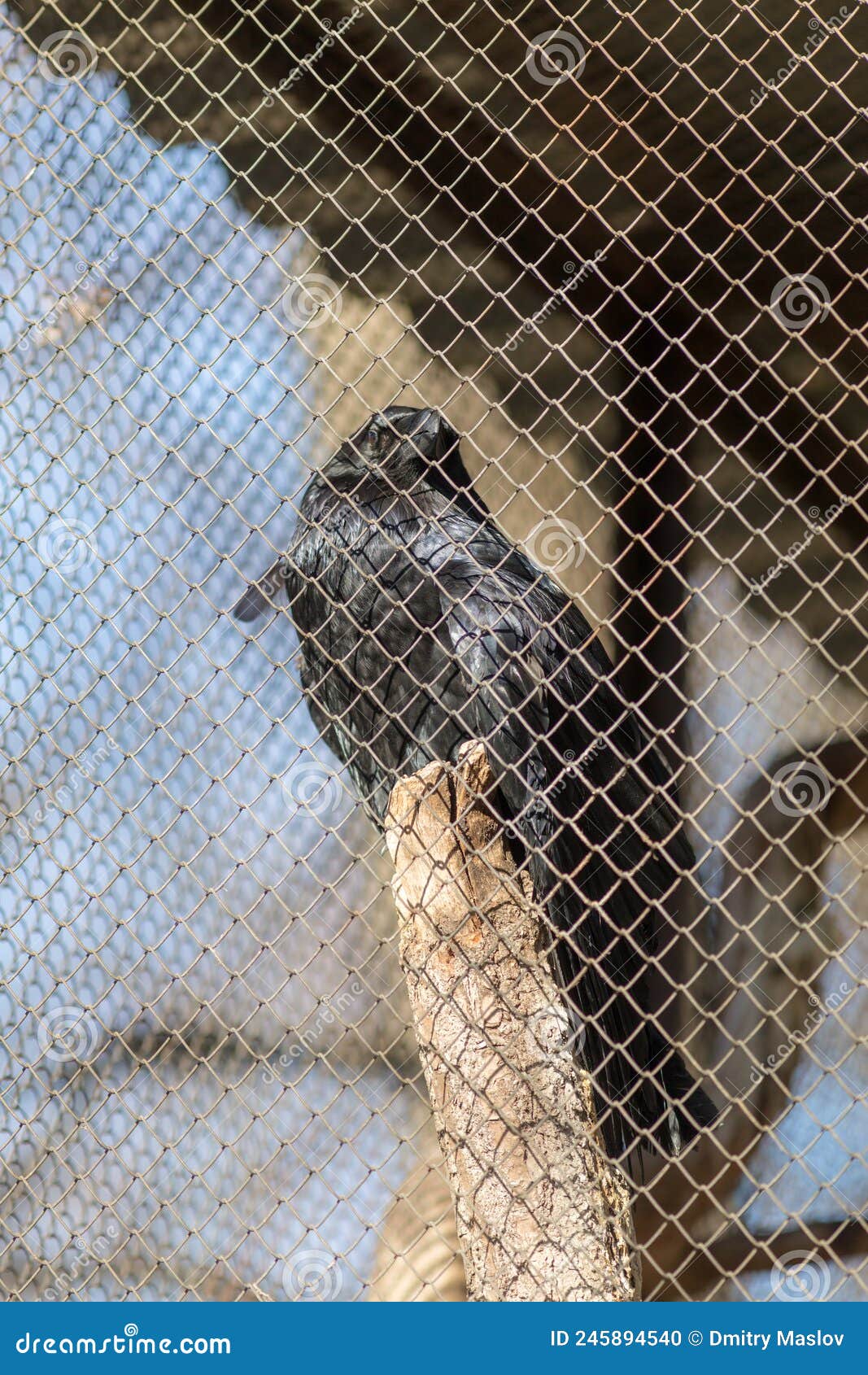 Raven in a cage stock photo. Image of cute, animal, tree - 245894540