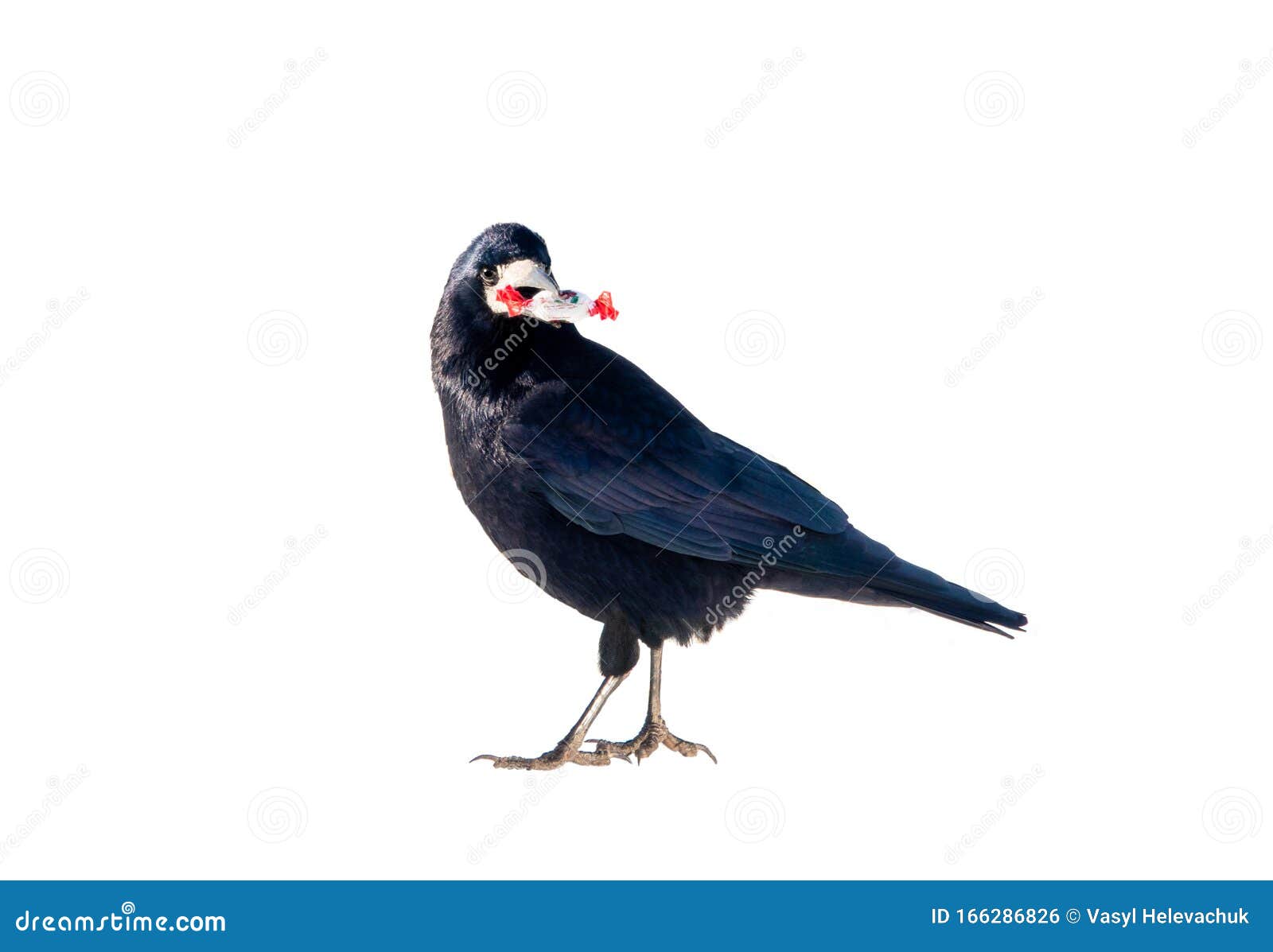 Raven with Candy in Its Beak on a White Stock Photo - Image of bird ...