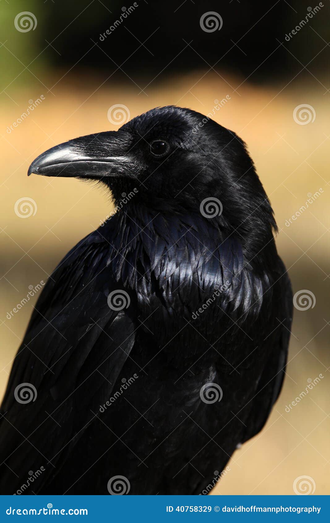Raven with Catch Light in His Eye and Iridescent Feathers (Corvus Corax ...