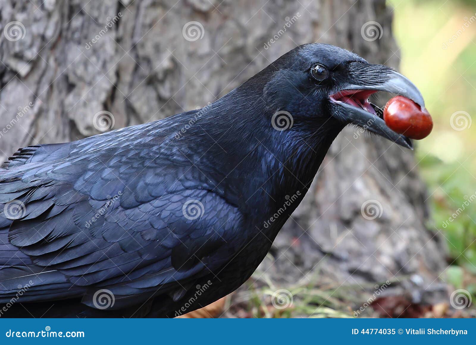 Raven with Chestnuts in the Mouth Stock Image - Image of corvus, rook ...