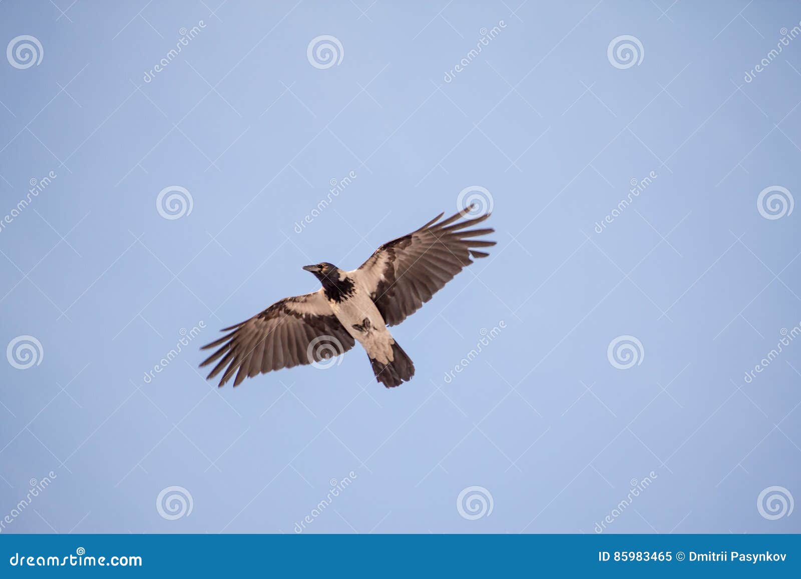 Raven stock image. Image of birds, romance, beauty, country - 85983465