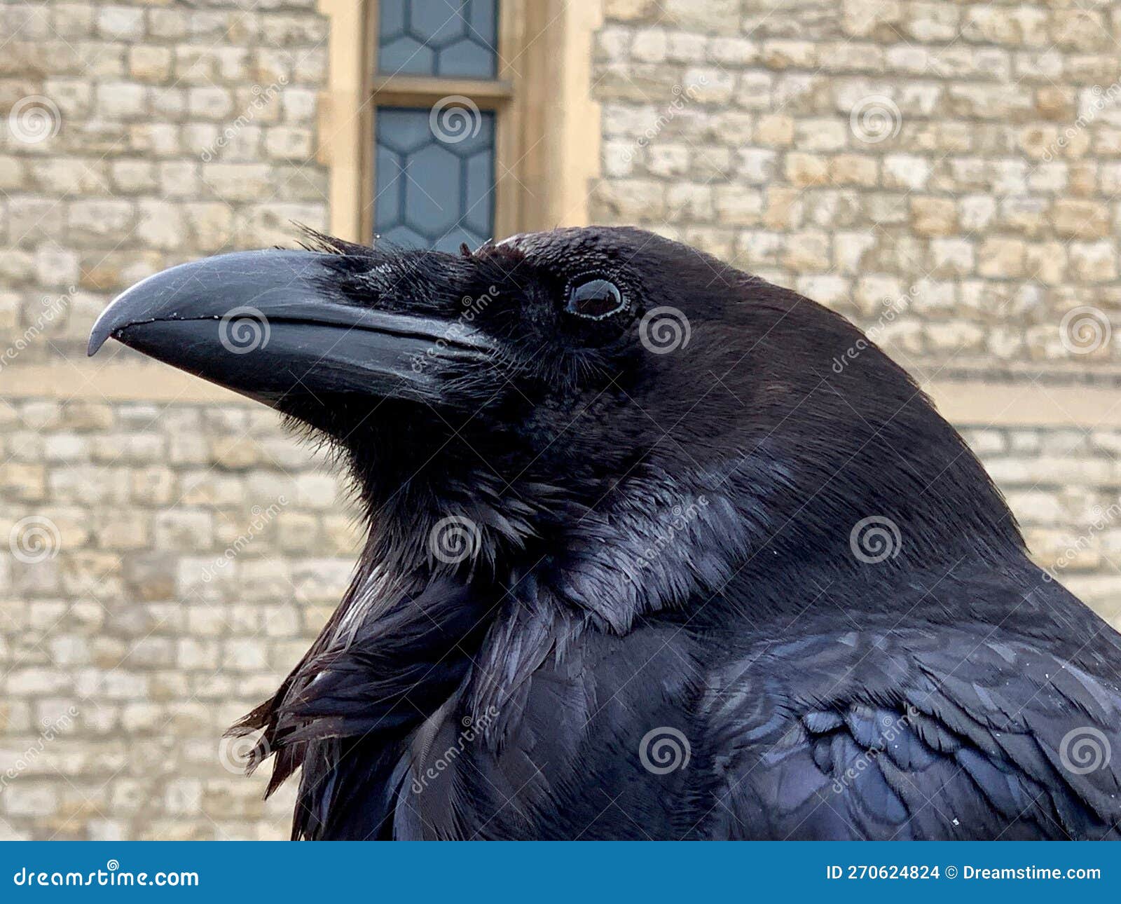 Raven in Close Up at the Tower of London Stock Photo - Image of ...