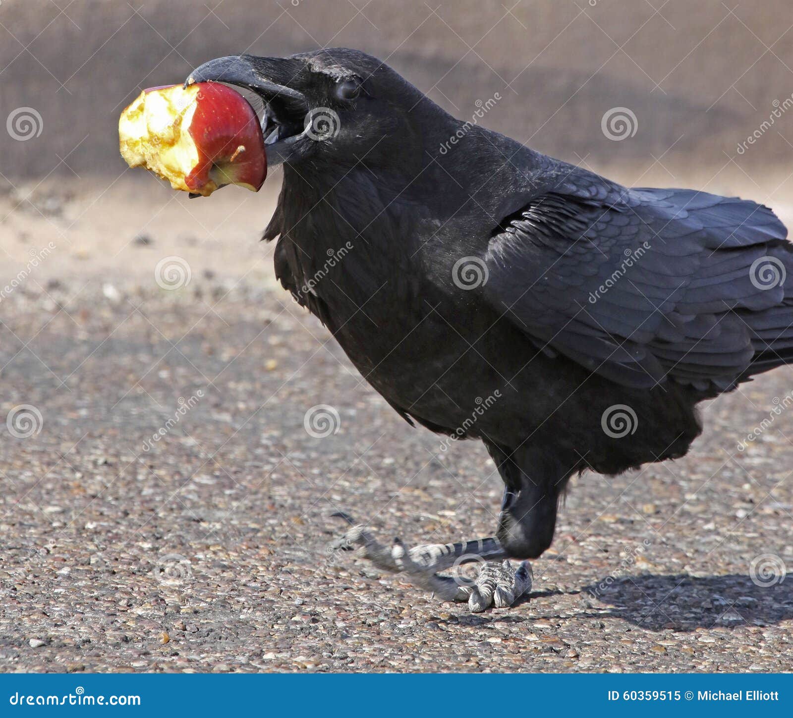 Raven stock image. Image of step, hold, beak, apple, raven - 60359515