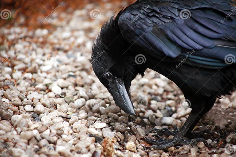 Raven Closeup stock image. Image of animal, bird, crow - 26181041
