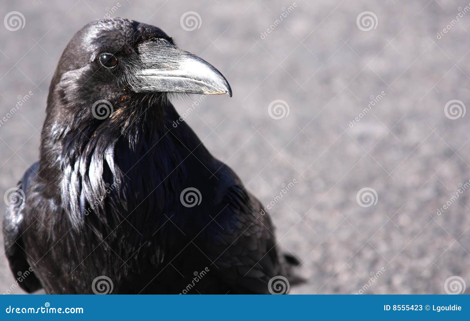 Raven Closeup stock image. Image of nature, feathers, detailed - 8555423