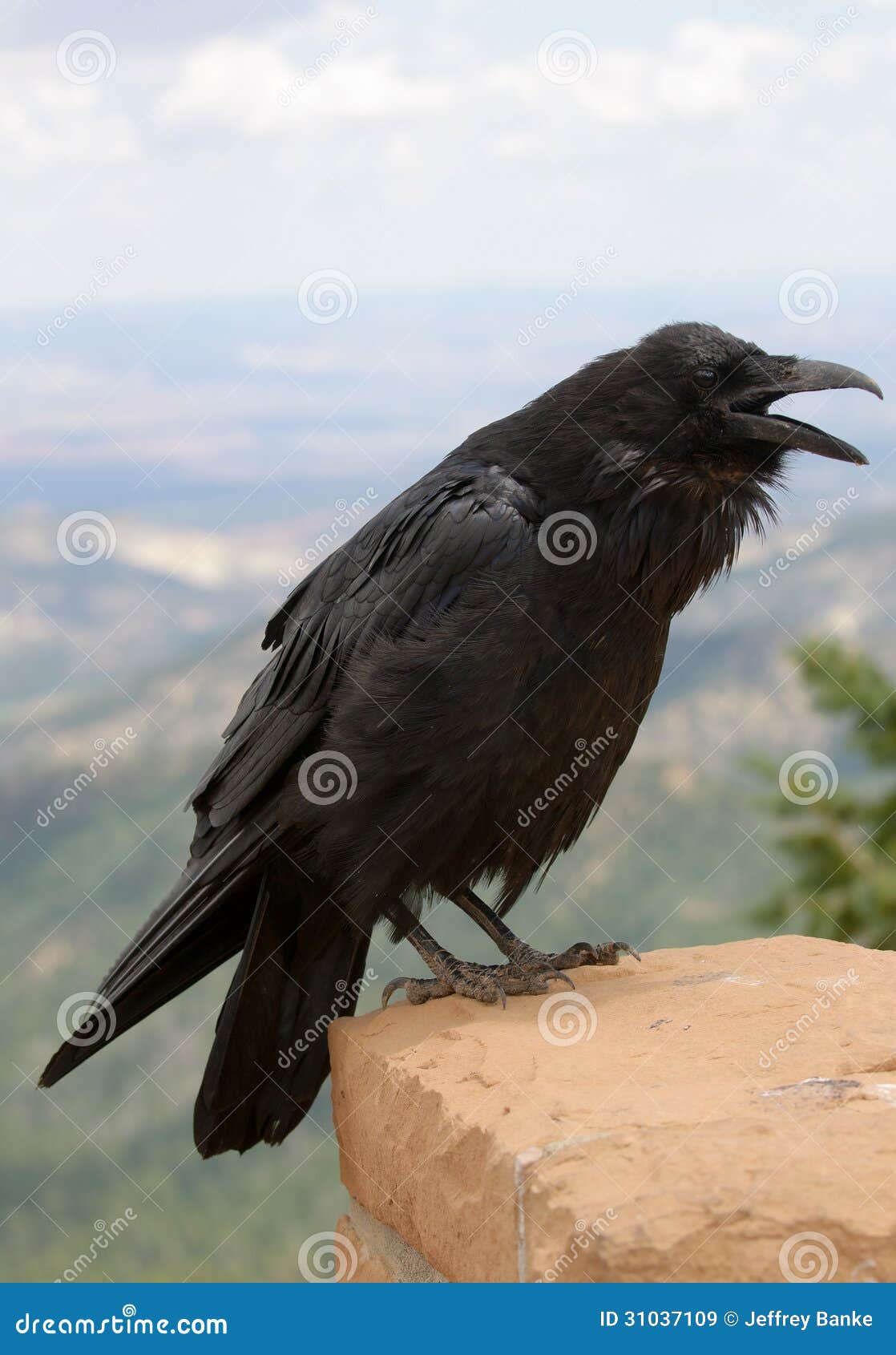 Raven stock image. Image of aves, perched, raven, closeup - 31037109