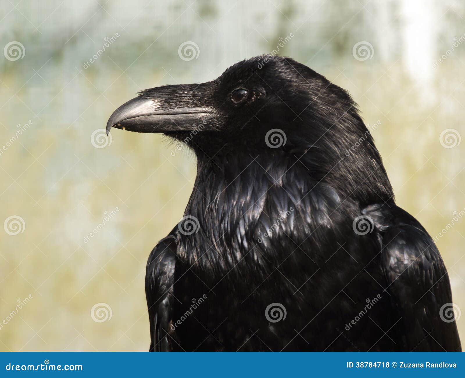 Raven stock photo. Image of closeup, profile, side, shot - 38784718