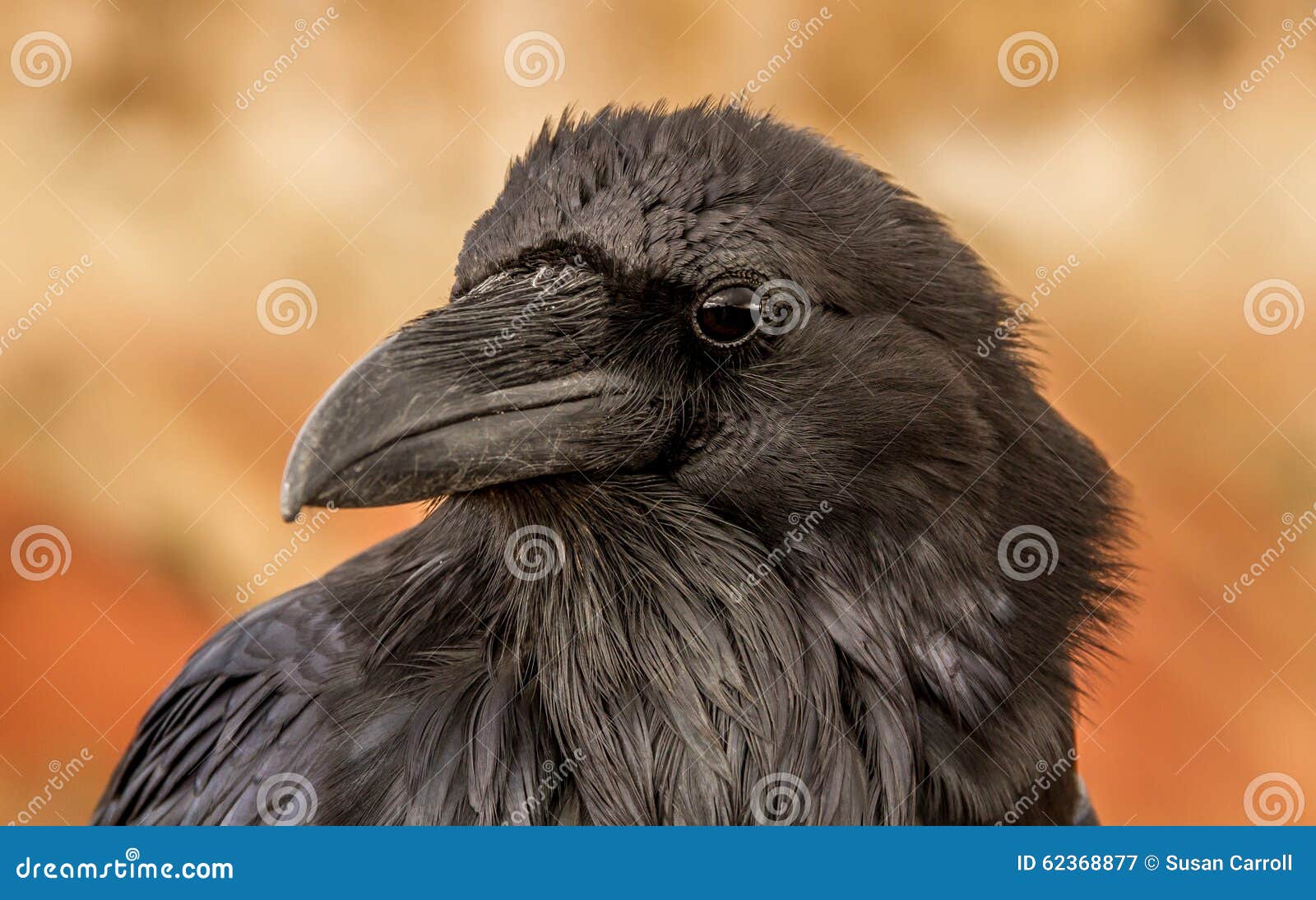 Raven stock image. Image of feather, feathers, bird, watch - 62368877