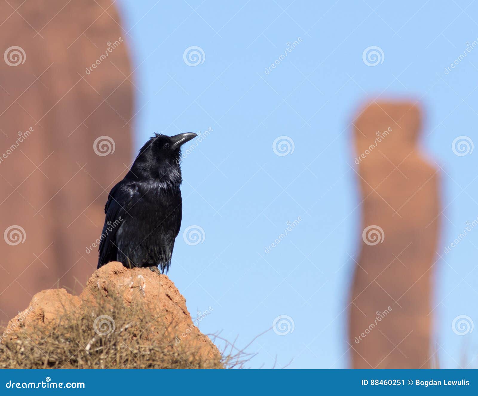 Raven stock image. Image of wildlife, rook, crow, raven - 88460251