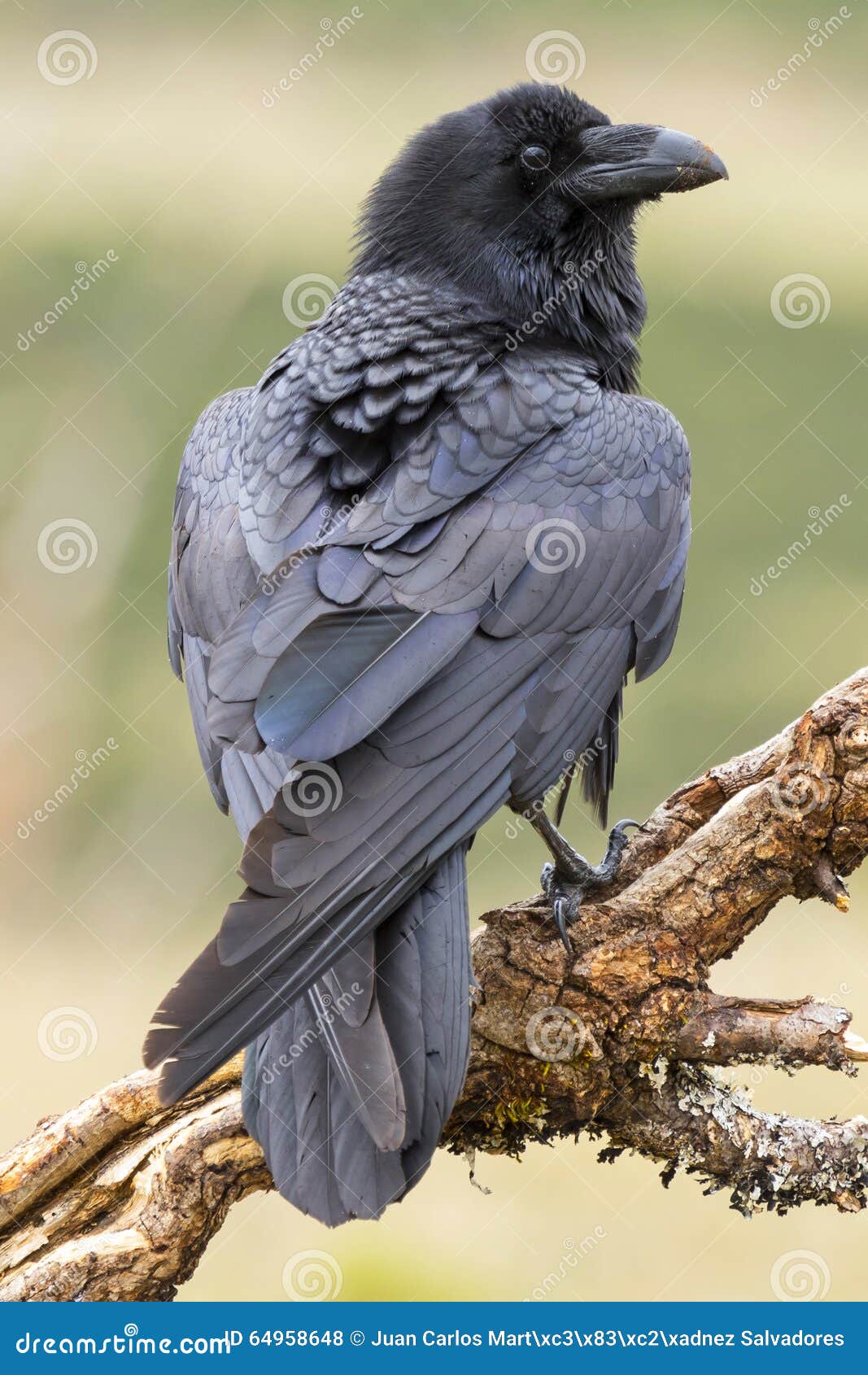 Raven Comune (corax Di Corvo) Fotografia Stock - Immagine di volo ...