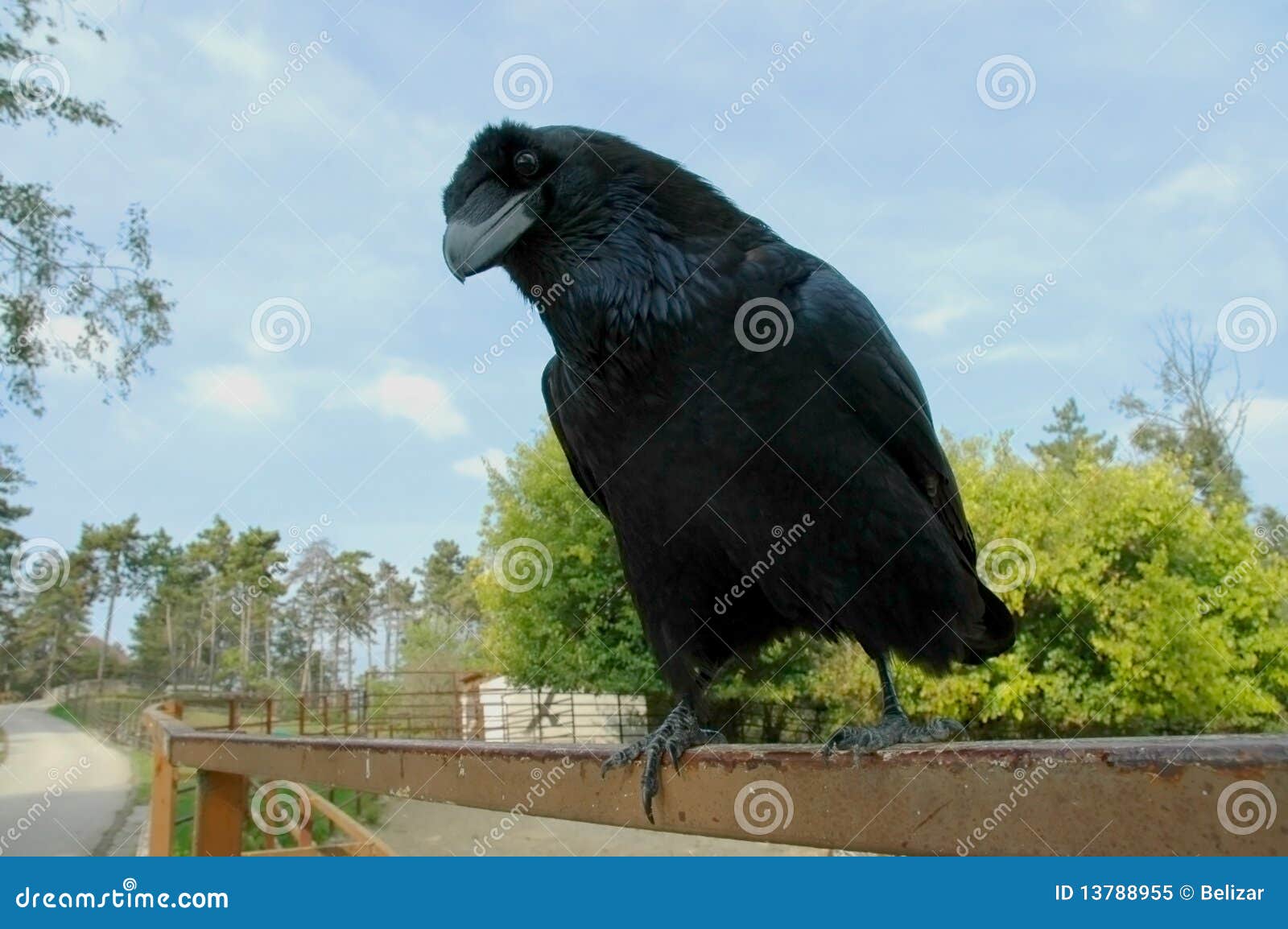 Raven (Corvus corax) stock image. Image of bird, european - 13788955
