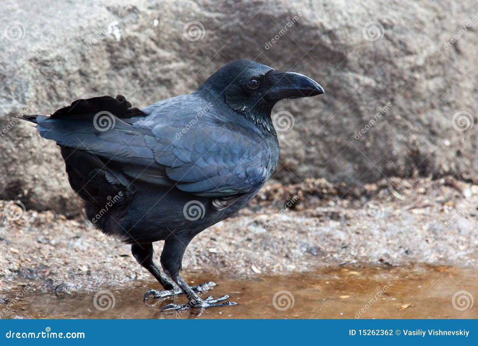Raven, Corvus corax stock photo. Image of family, corvus - 15262362
