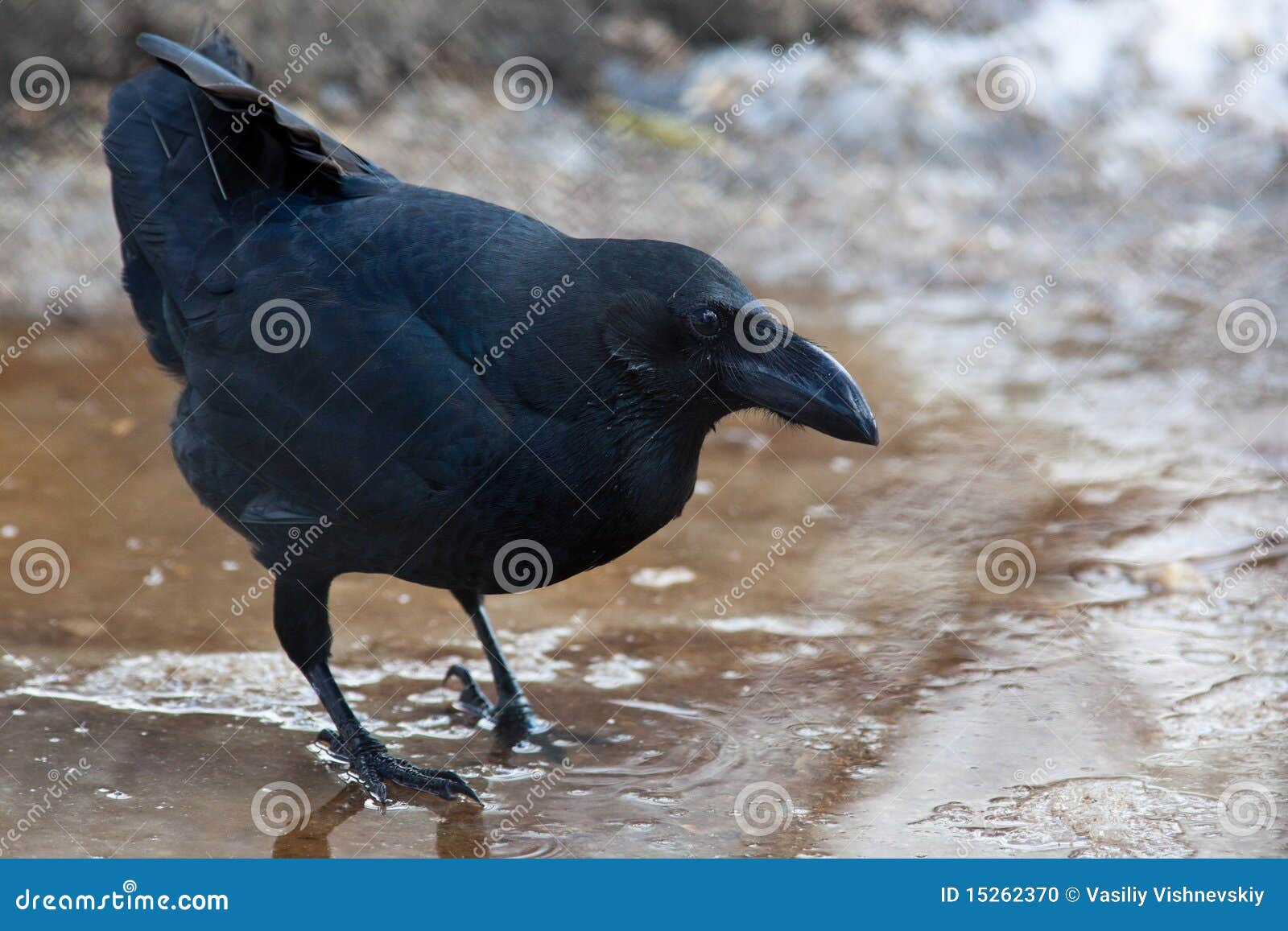 Raven, Corvus corax stock photo. Image of animal, crow - 15262370