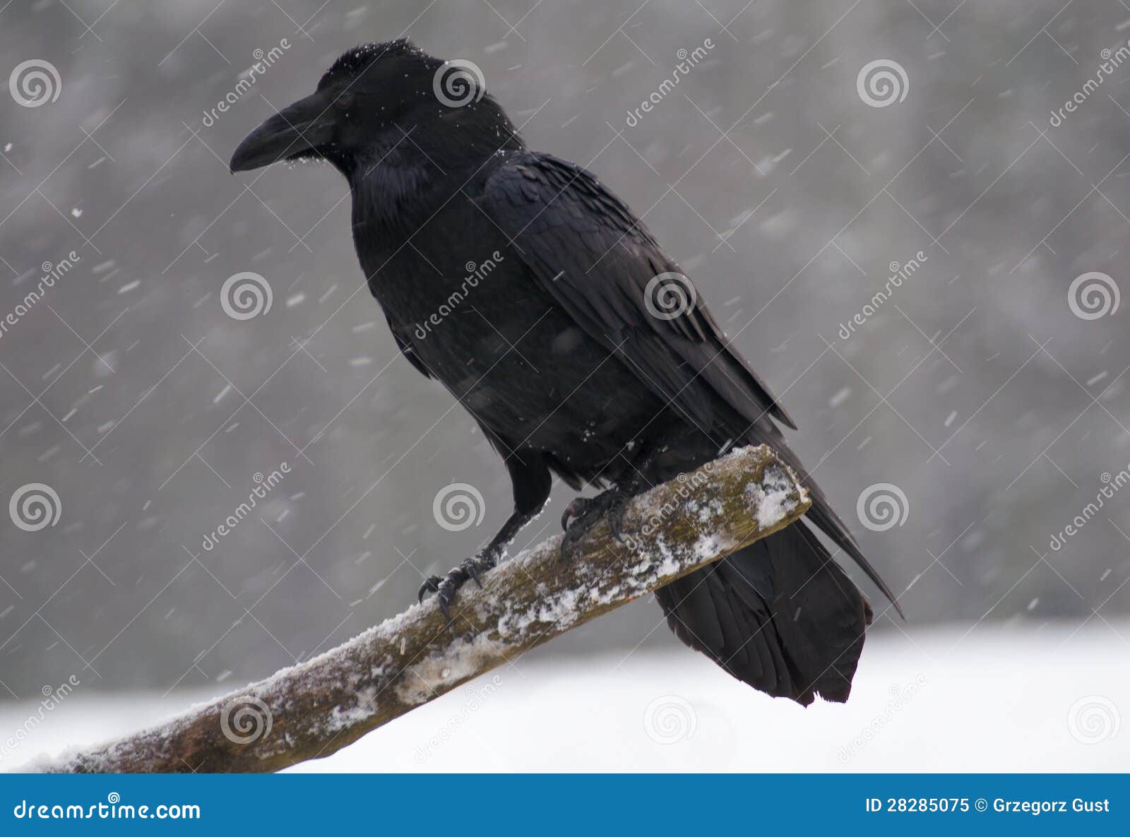 Raven - Corvus corax stock image. Image of corvidae, avian - 28285075