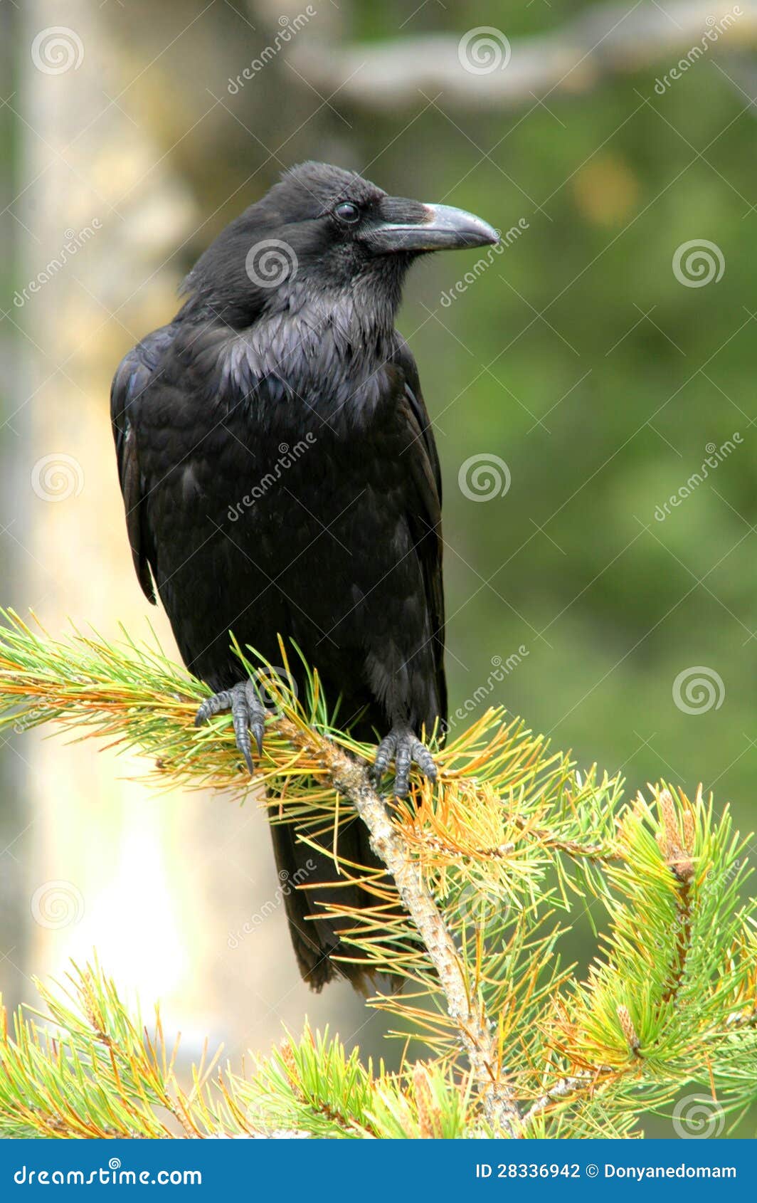 Raven (Corvus corax) stock photo. Image of corax, sitting - 28336942