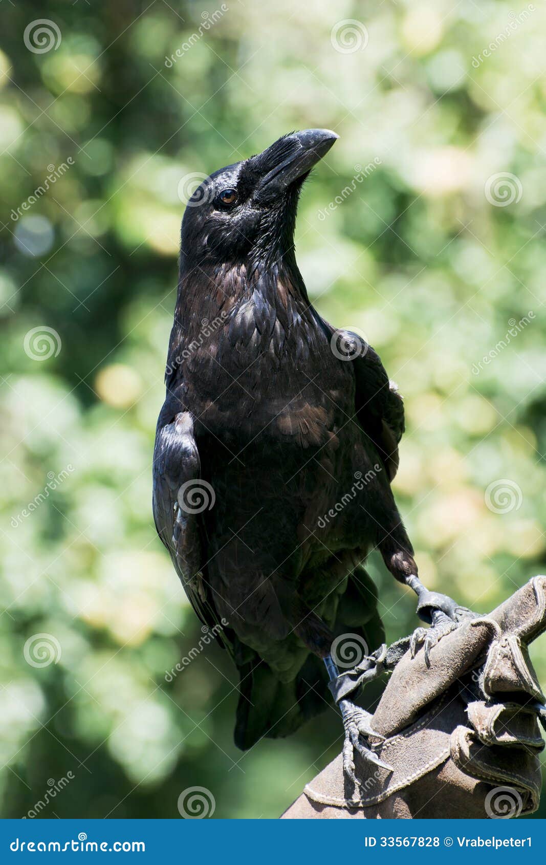 Raven (Corvus corax) stock photo. Image of birds, corax - 33567828