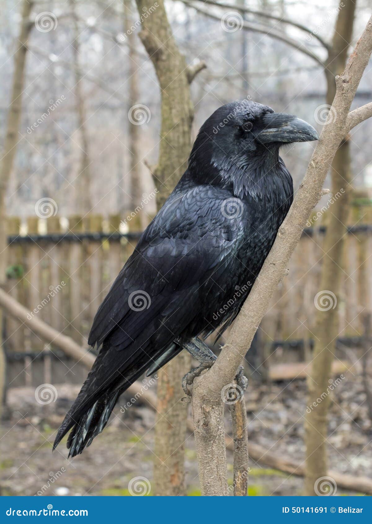Raven (Corvus corax) stock image. Image of corvidae, passeriformes ...