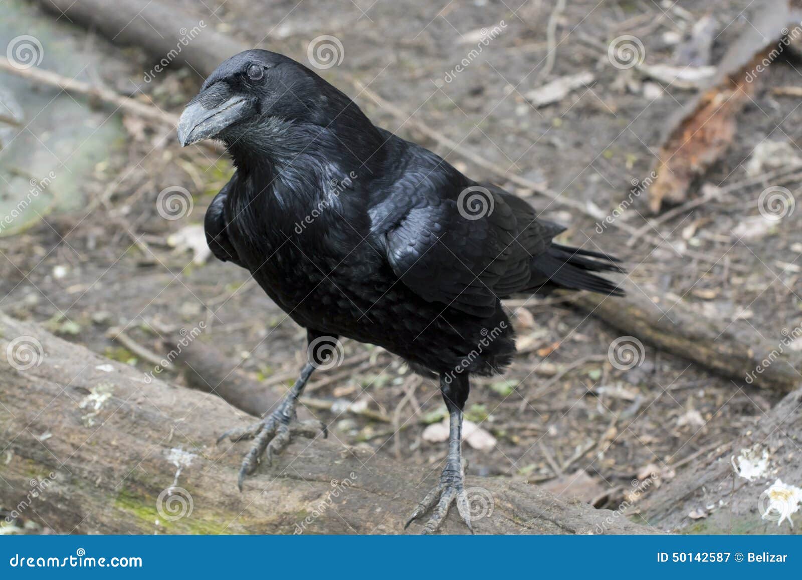 Raven (Corvus corax) stock image. Image of corvidae, passeriformes ...
