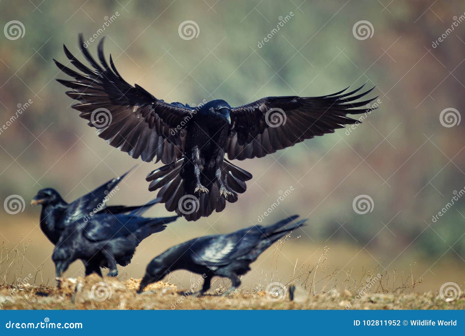 Raven Corvus Corax in Flight Stock Photo - Image of bird, field: 102811952