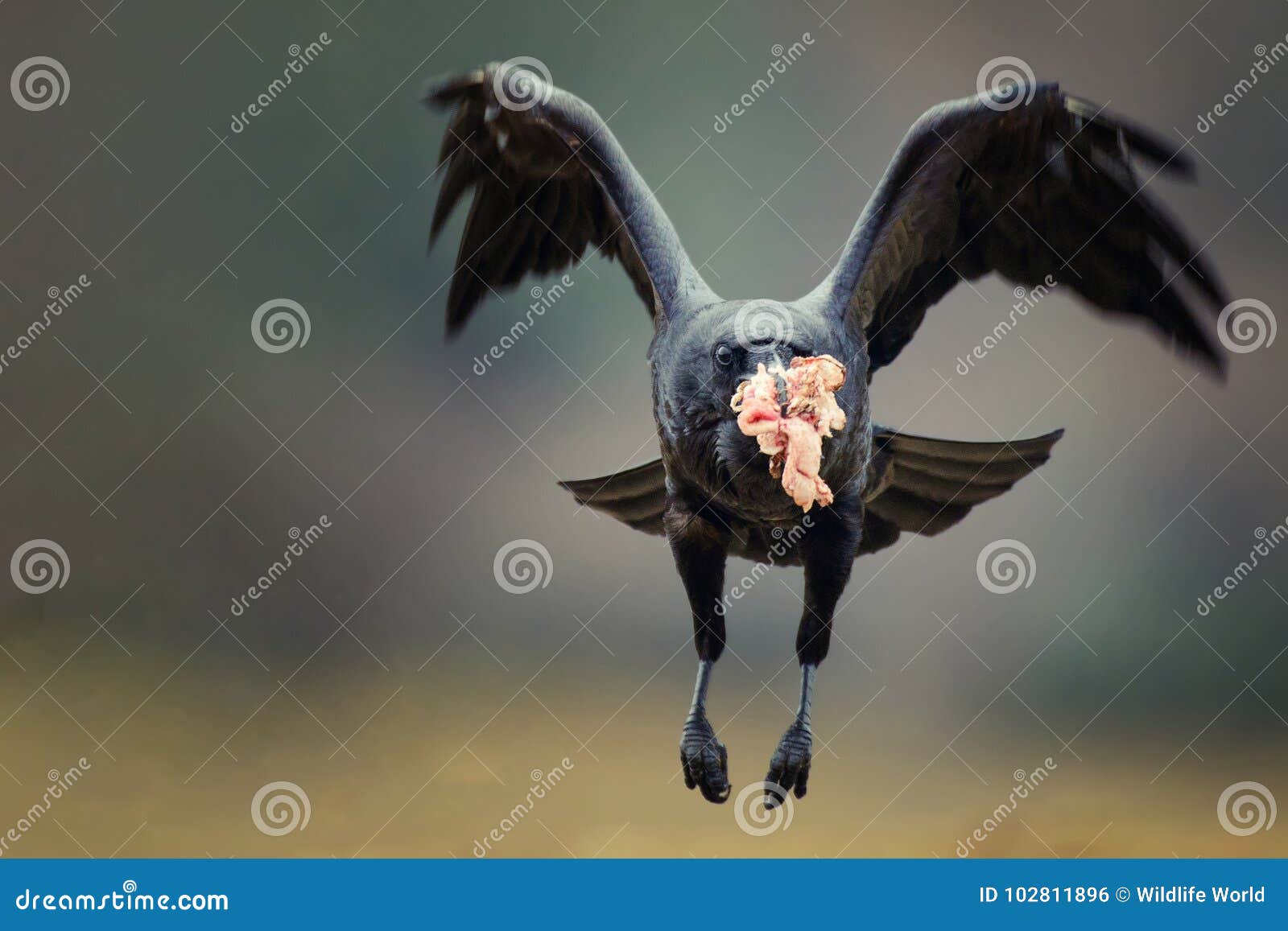 Raven Corvus Corax with Prey in Flight Stock Photo - Image of crow ...