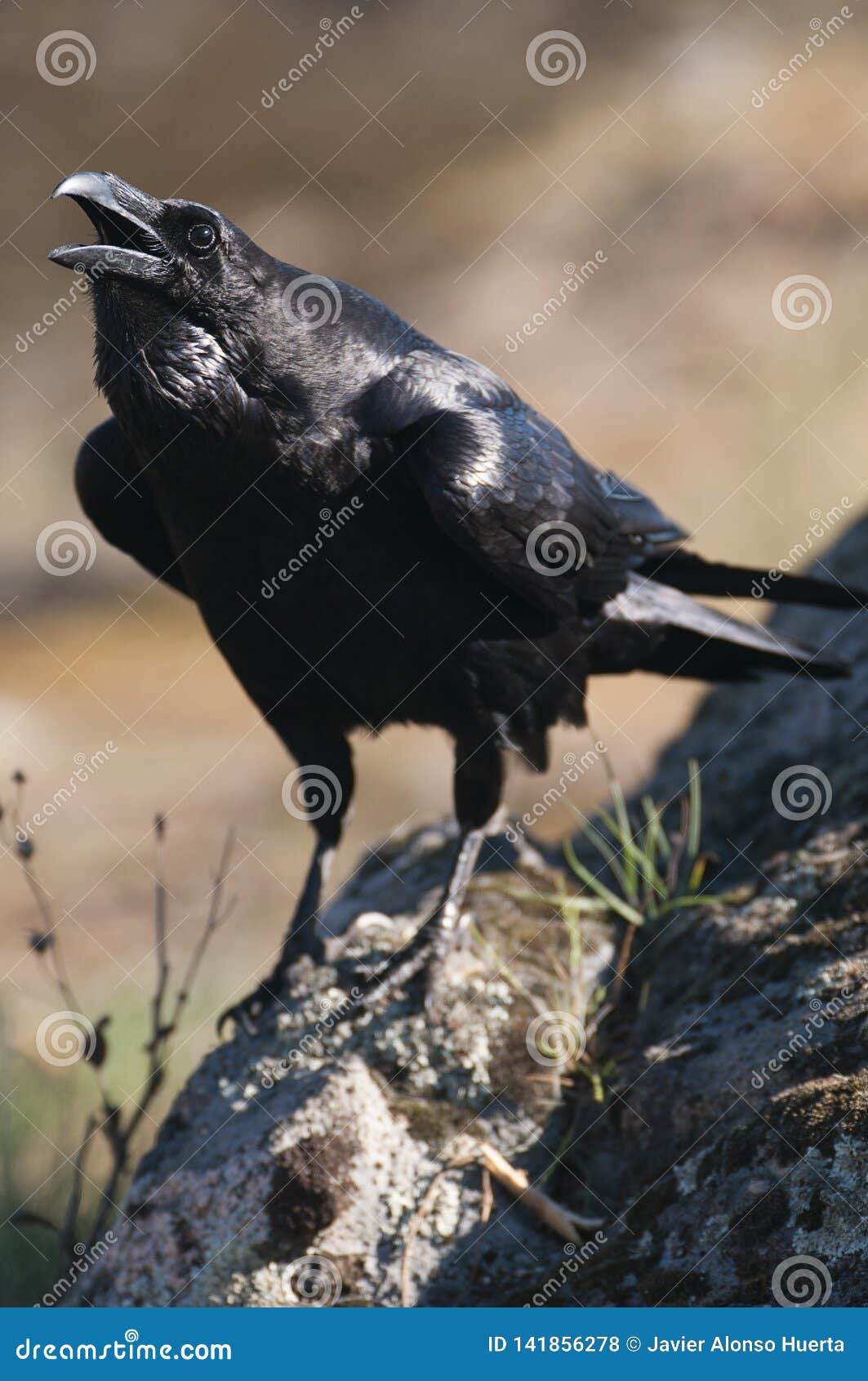 Raven - Corvus Corax, and Social Behavior Stock Photo - Image of ...