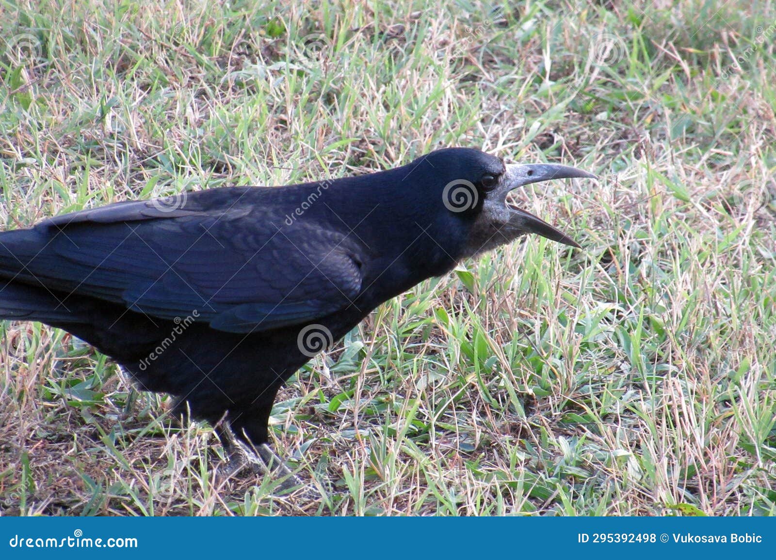 Raven crow stock photo. Image of magic, bird, raven - 295392498