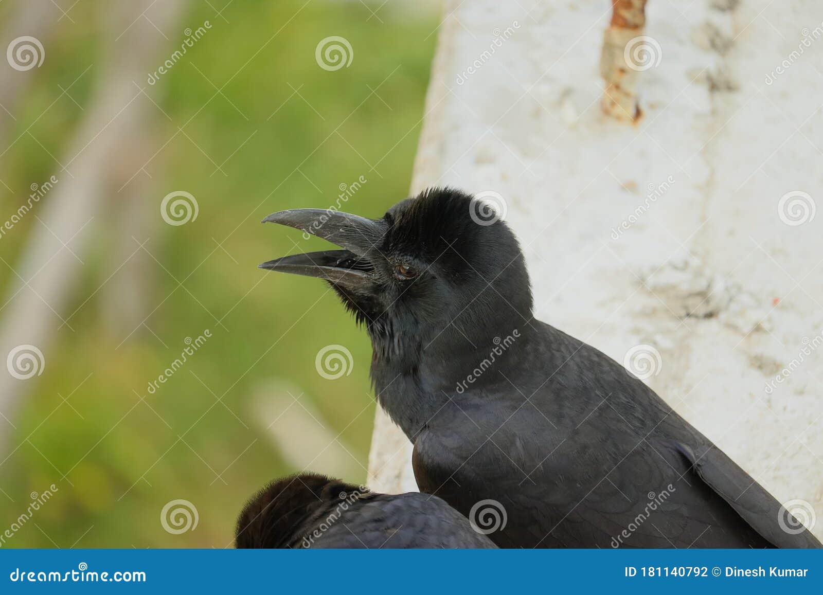 Raven crow stock photo. Image of portrait, nature, outside - 181140792