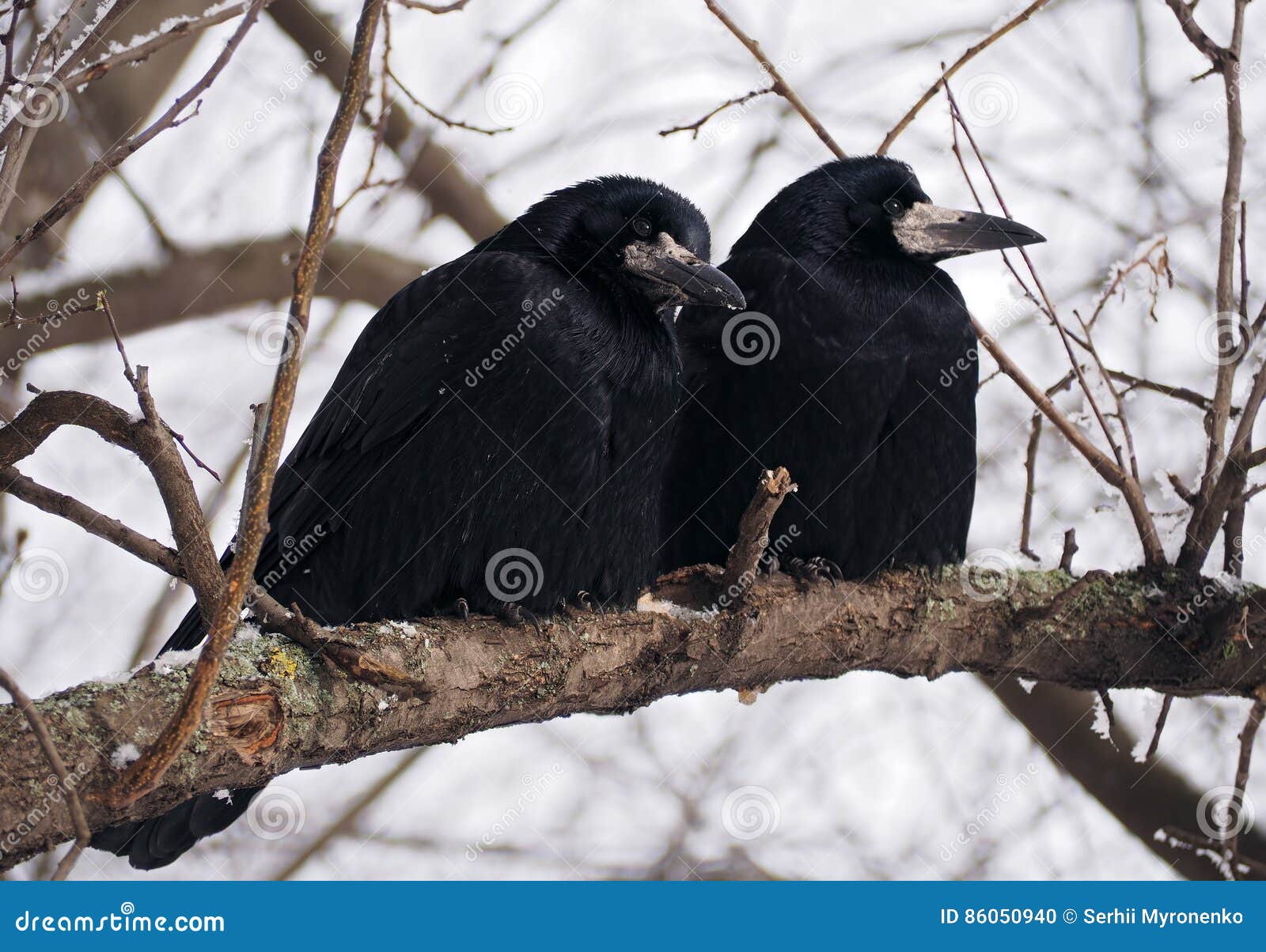 Crow Sitting Garden Fence Royalty-Free Stock Photo | CartoonDealer.com ...