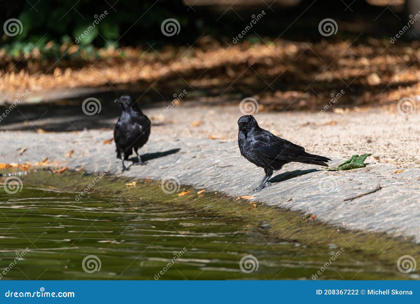 Raven Crows Sitting at a Pond Stock Photo - Image of outdoors, black ...