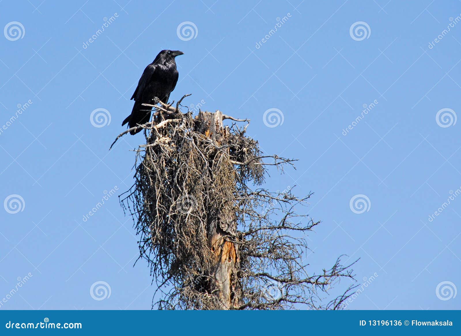 765 Raven Dead Stock Photos - Free & Royalty-Free Stock Photos from ...