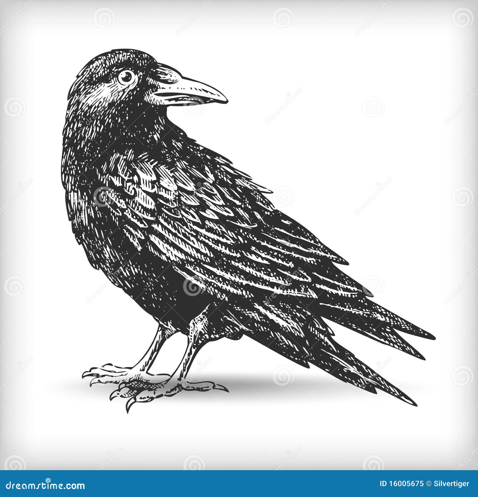 Raven drawing stock vector. Illustration of feathers - 16005675