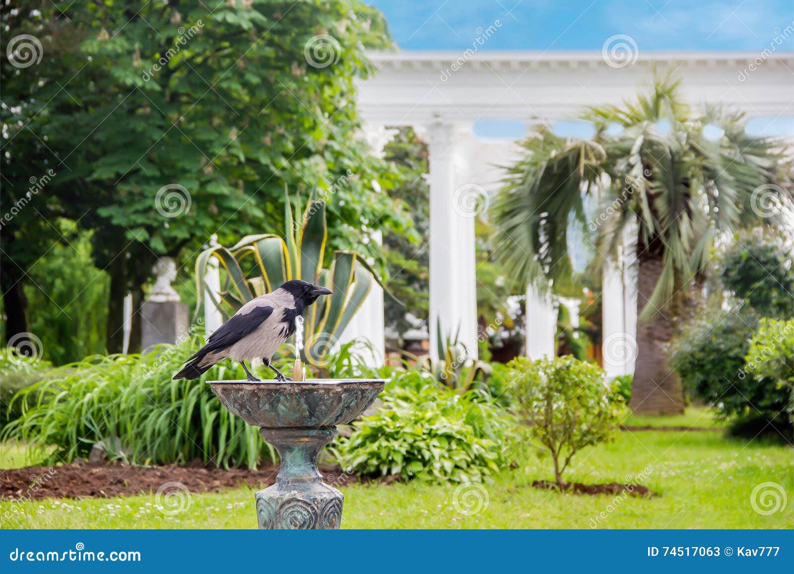 Raven Drinking Water from Drinking Fountain, Georgia Stock Image ...