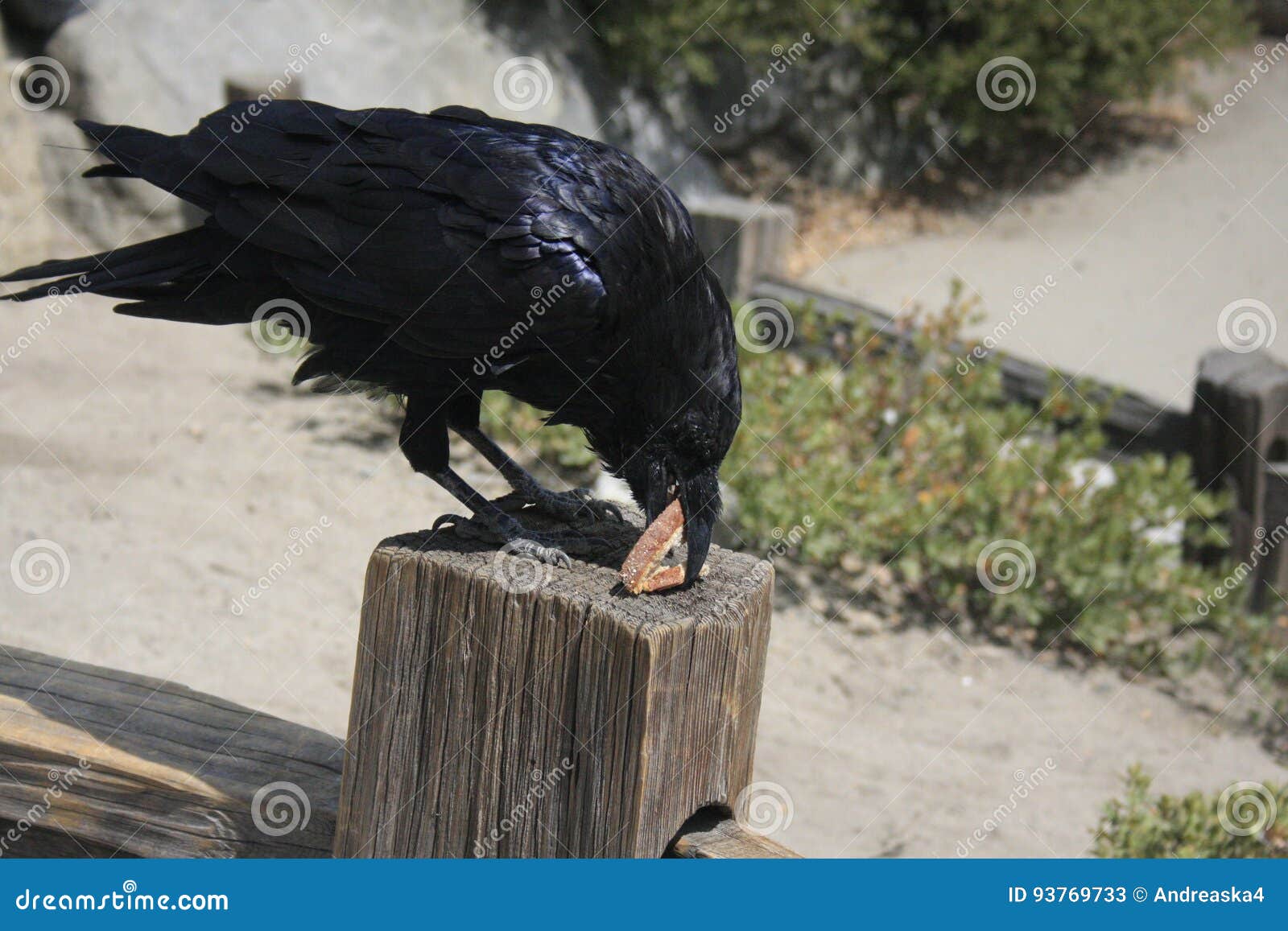 Raven Eating A Corpse Of A Roadkill Bird, Standing On A Busy Public ...