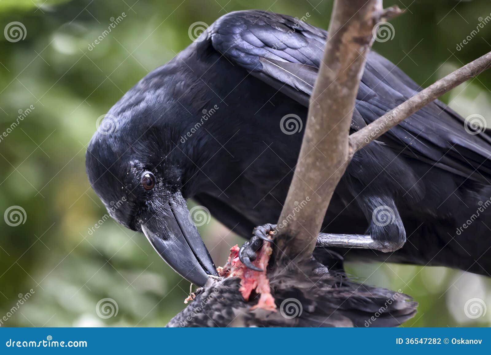 Raven eating carrion stock photo. Image of closeup, wild - 36547282
