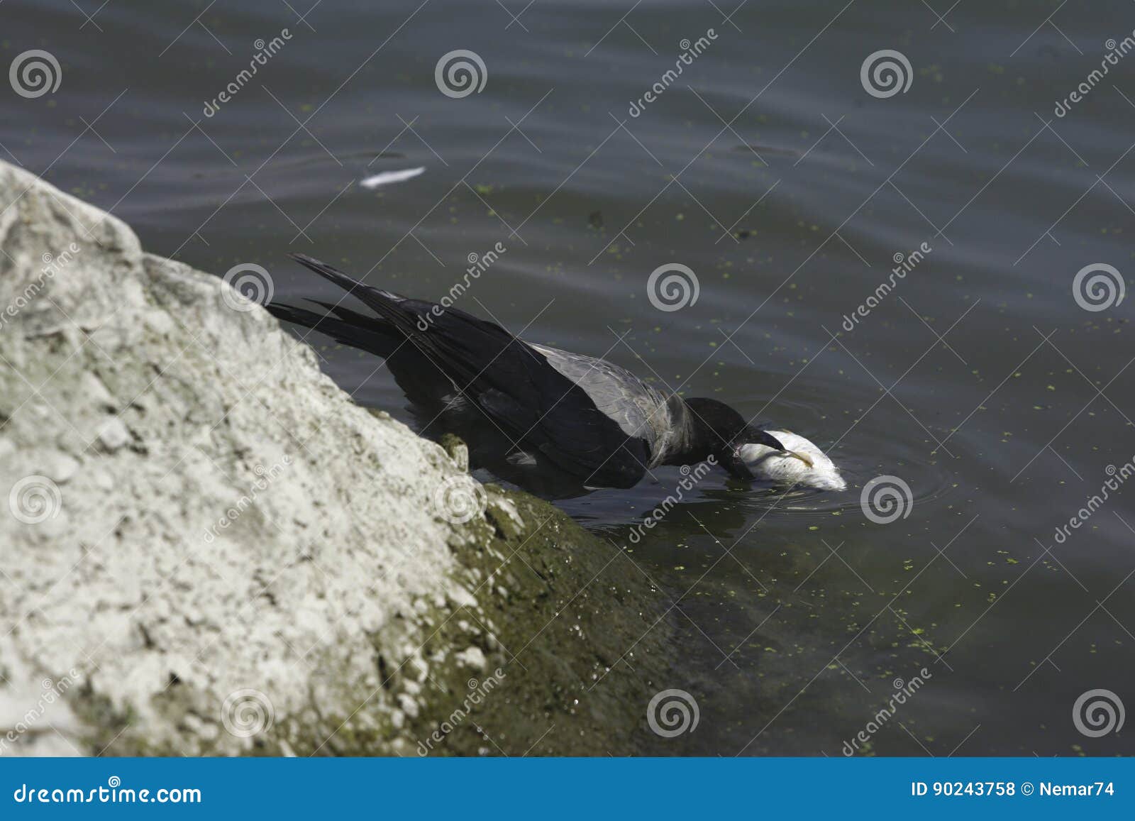 Raven eating dead fish stock photo. Image of natural - 90243758