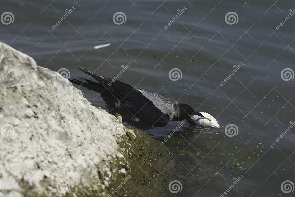 Raven eating dead fish stock photo. Image of natural - 90243758