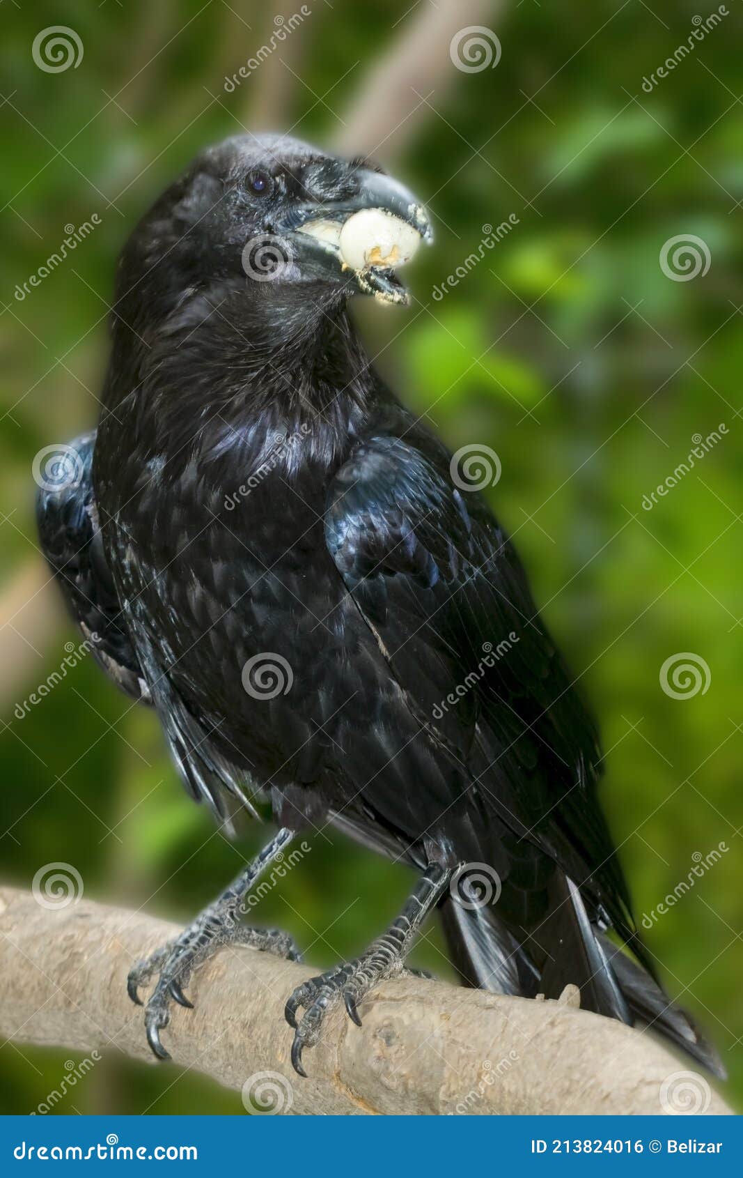 Raven eating egg stock photo. Image of corax, eating - 213824016