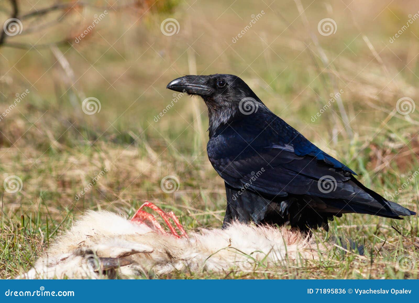 Raven Eating A Corpse Of A Roadkill Bird, Standing On A Busy Public ...